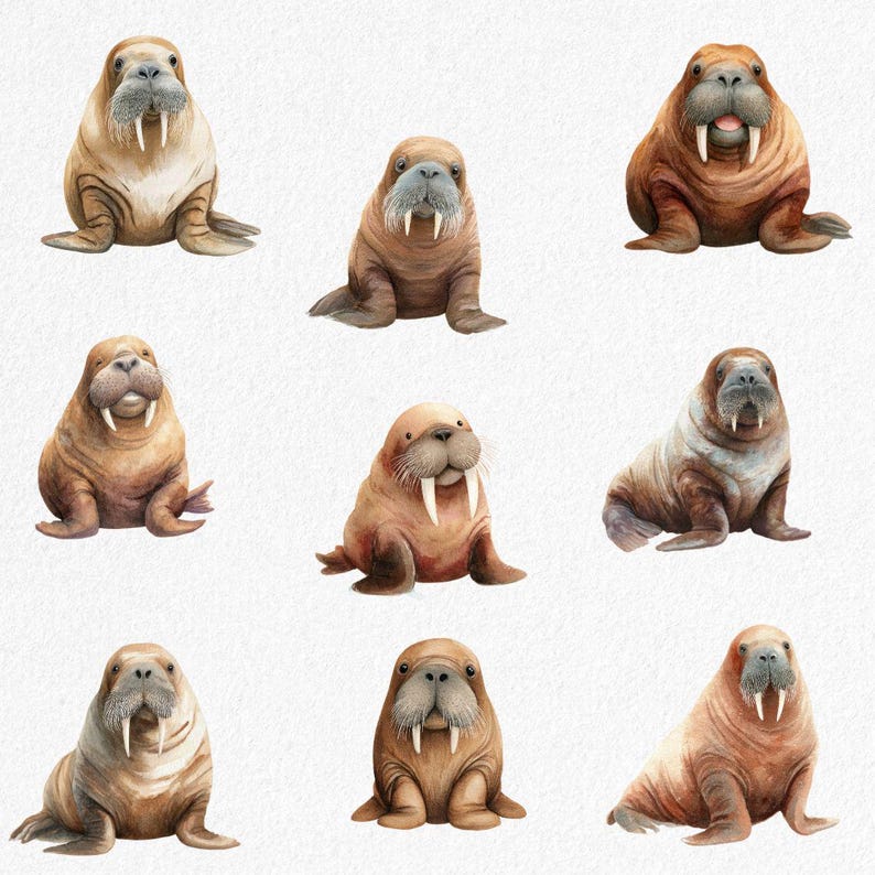 Watercolor Walrus Clipart: Arctic Animal PNG (digital Download) - Etsy