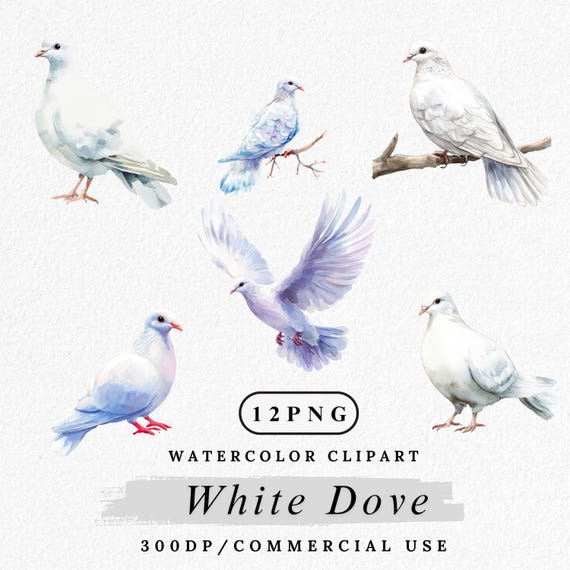 White Pigeon Flying Clipart