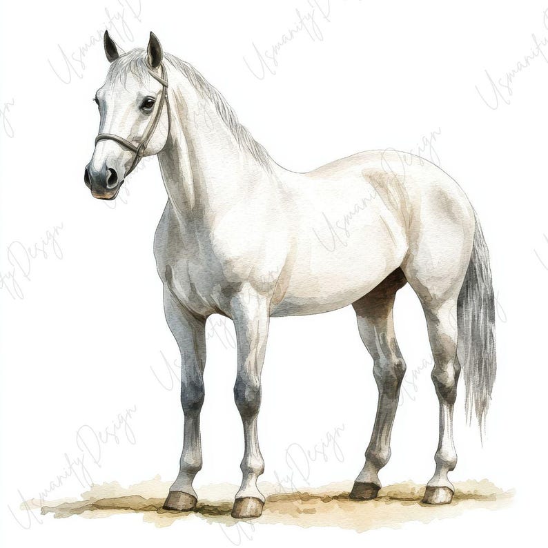 17 Watercolor White Horse Clipart, White Horse JPG, Equine Illustration ...