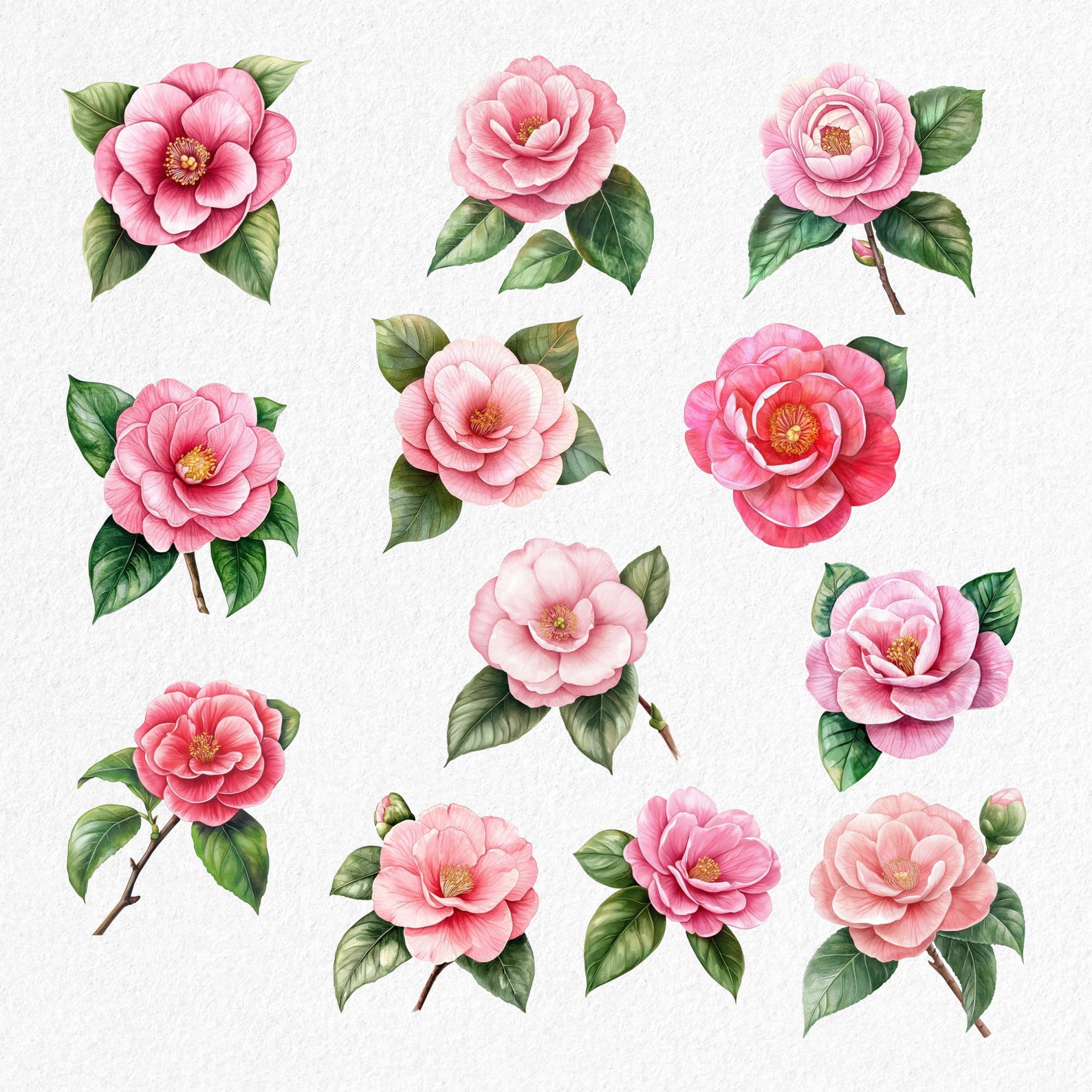 Watercolor Camellia Flower Clipart: Pink Floral PNG (commercial Use ...