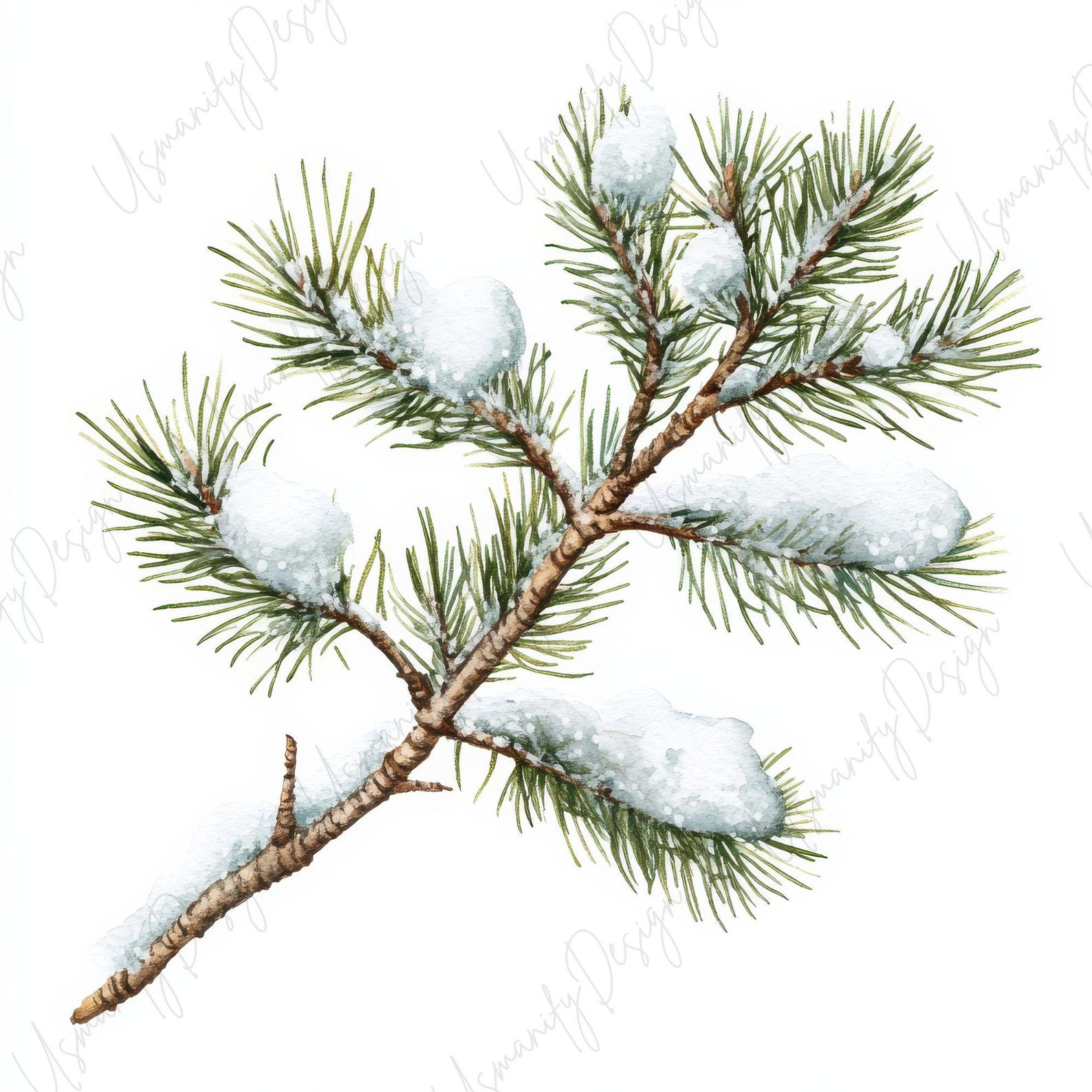 29 Snowy Pine Branch Clipart, Winter Greenery Watercolor, Botanical Art ...