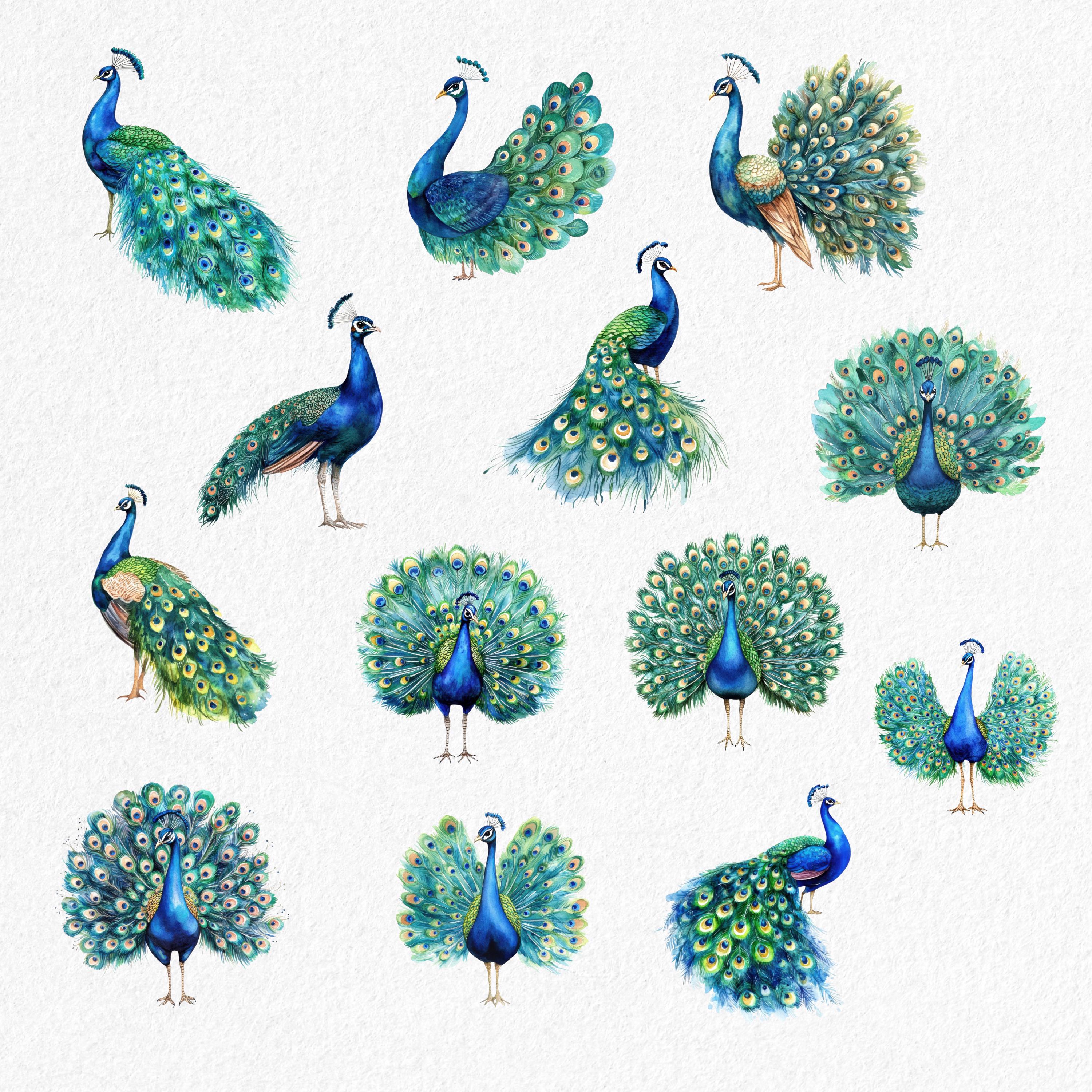 Watercolor Peacock Clipart: Elegant Bird PNG (digital Download) - Etsy