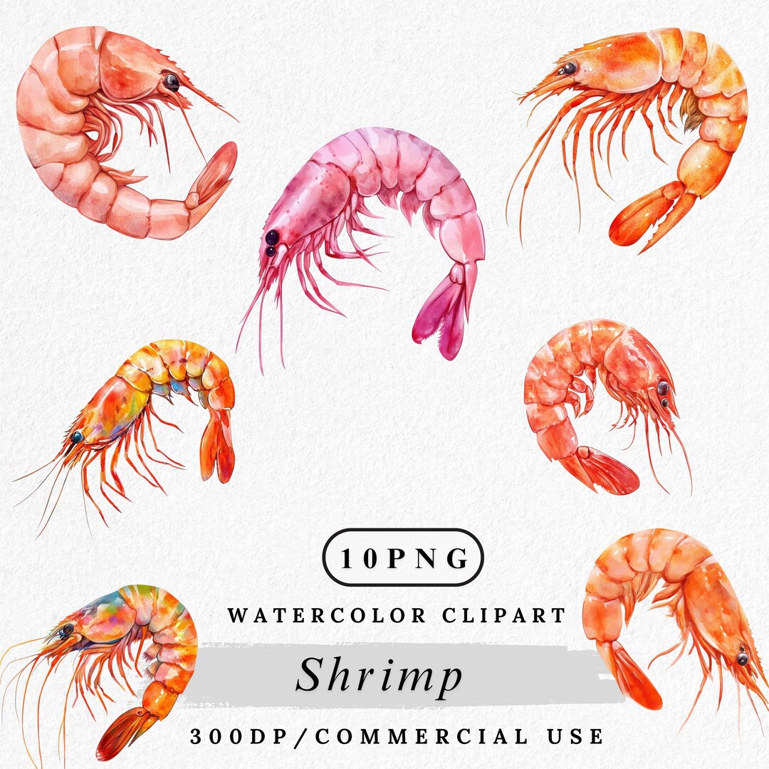 Watercolor Shrimp Clipart: Seafood Illustration, Coastal Decor (digital ...