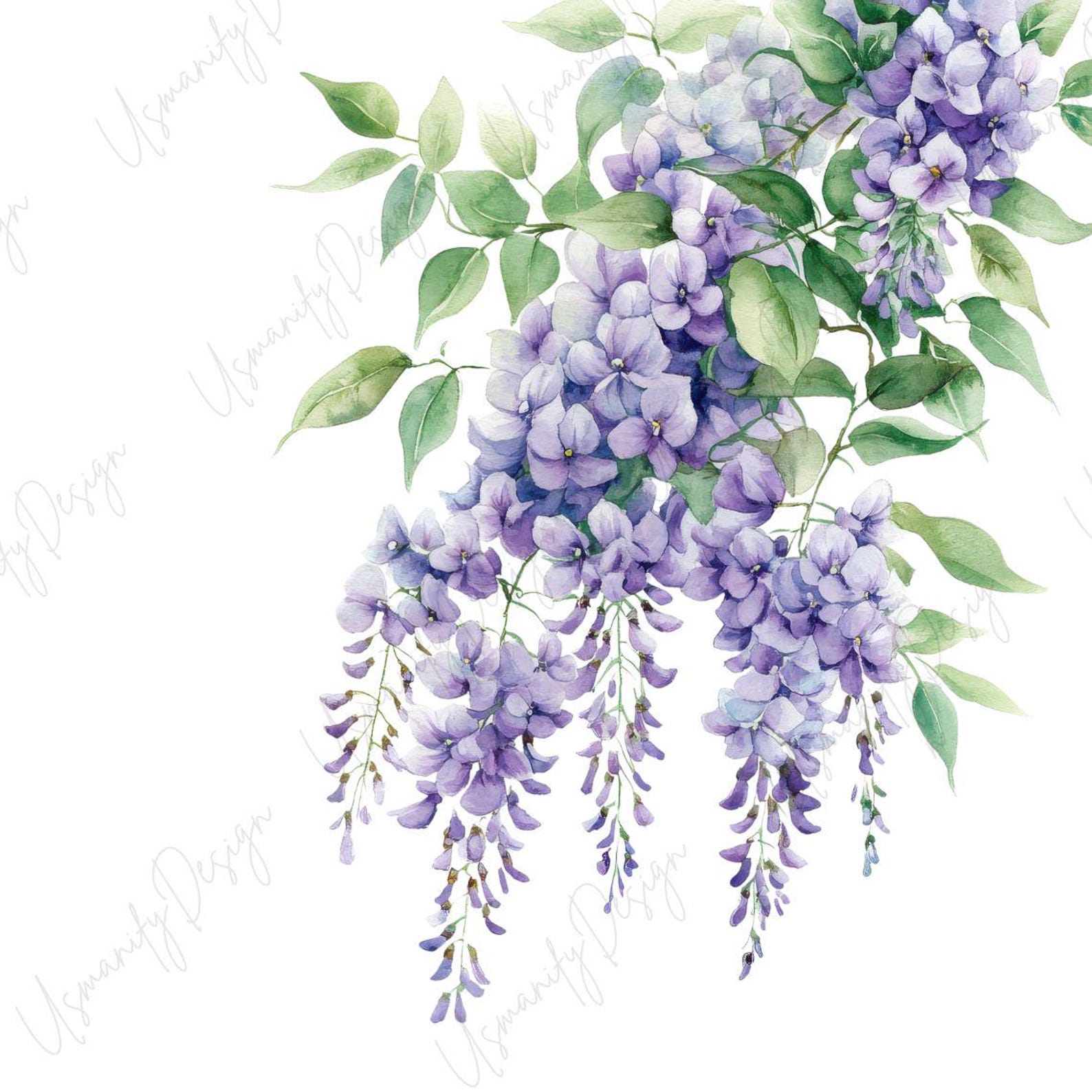22 Watercolor Wisteria Clipart, Purple Floral PNG Bundle, Hanging ...