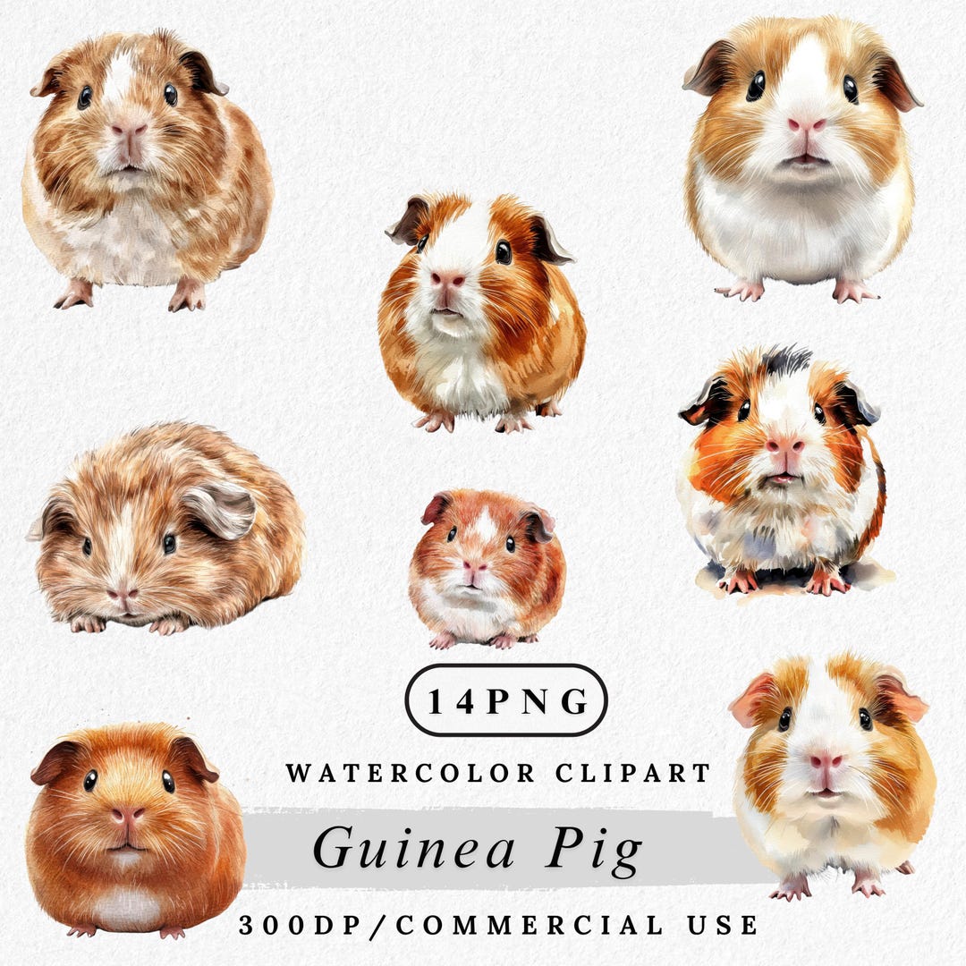 Guinea Pig Clipart, Cute Pet PNG, Watercolor Guinea Pig Art, Small ...