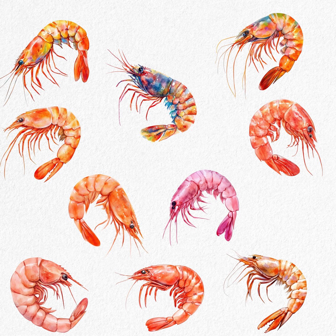 Watercolor Shrimp Clipart: Seafood Illustration, Coastal Decor (digital ...