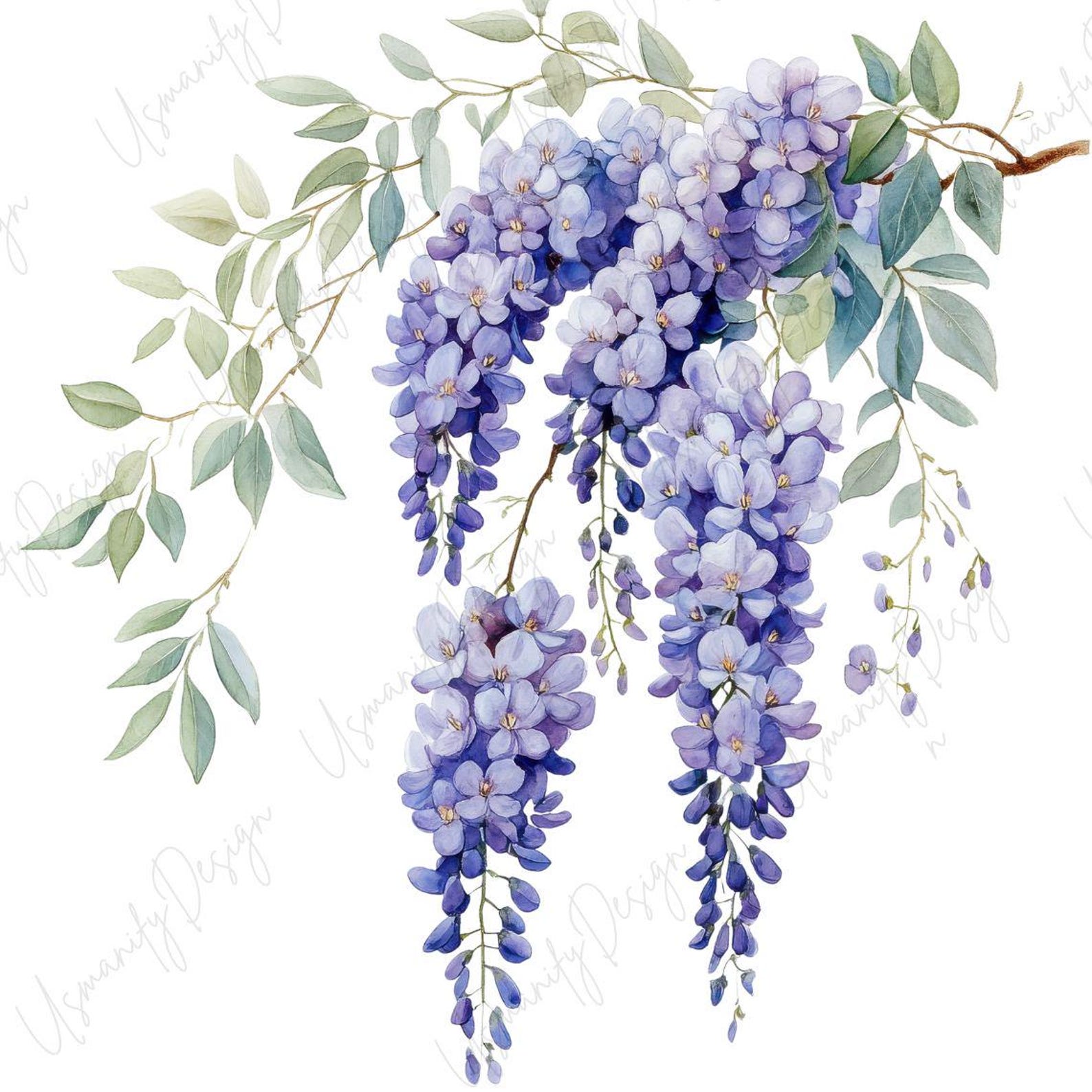 22 Watercolor Wisteria Clipart, Purple Floral PNG Bundle, Hanging ...