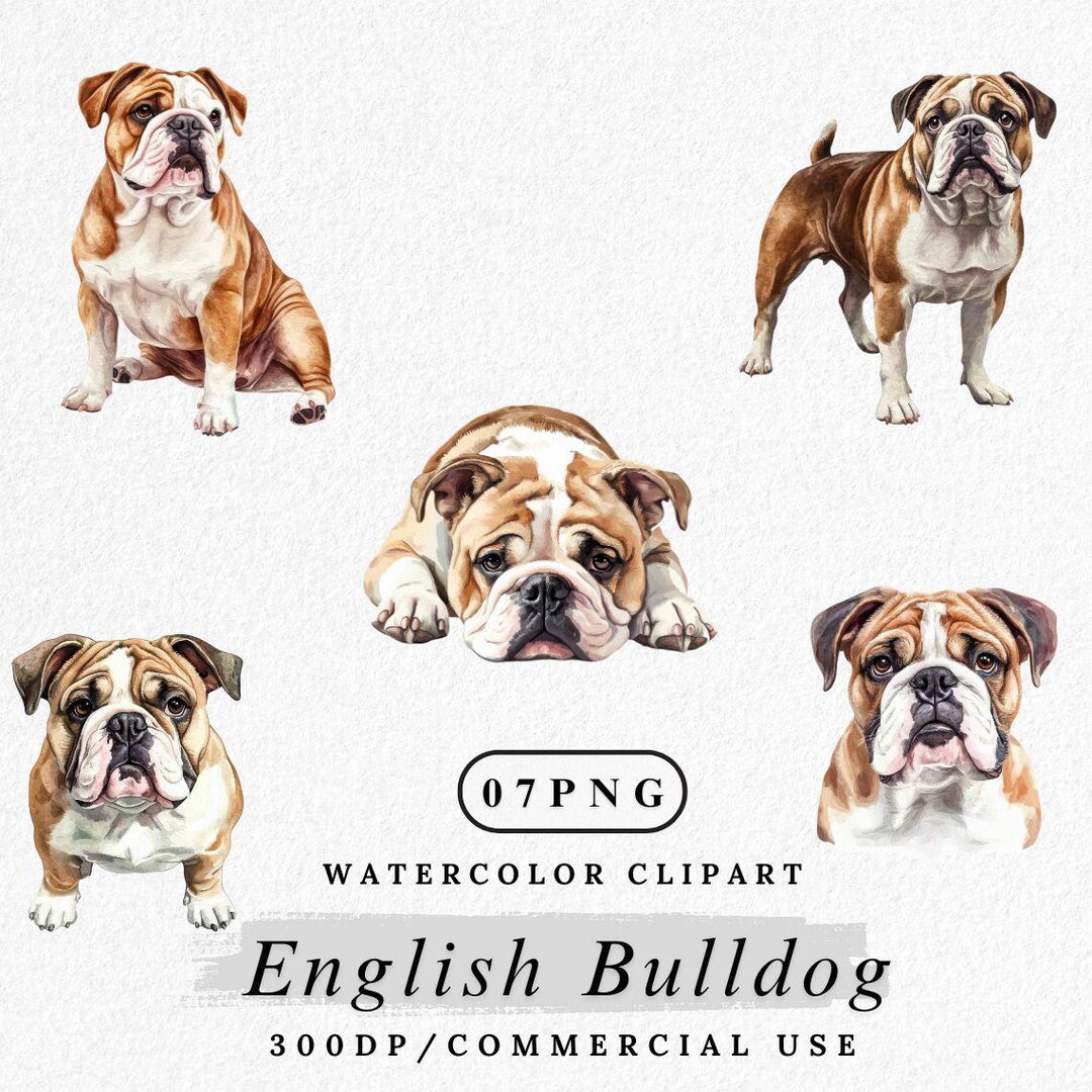 English Bulldog Clipart, Watercolor Bulldog PNG, Cute Dog Illustration ...