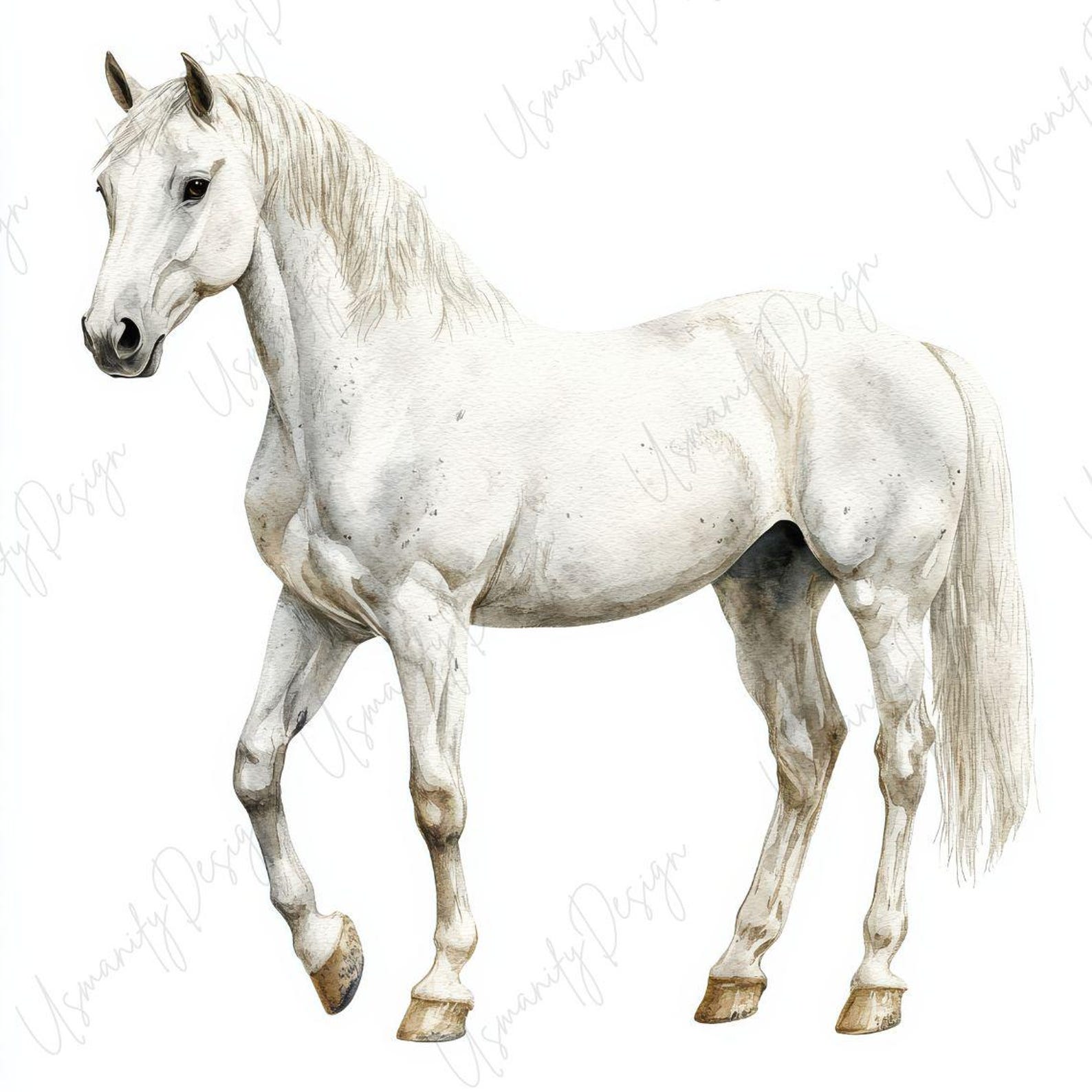 17 Watercolor White Horse Clipart, White Horse JPG, Equine Illustration ...
