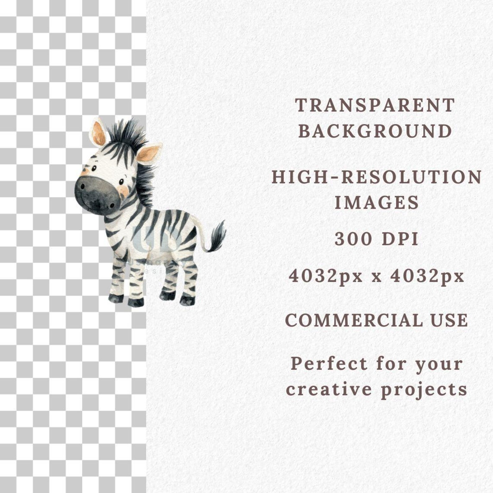 Watercolor Zebra Clipart: Safari Animal PNG (digital Download, 9 Files ...