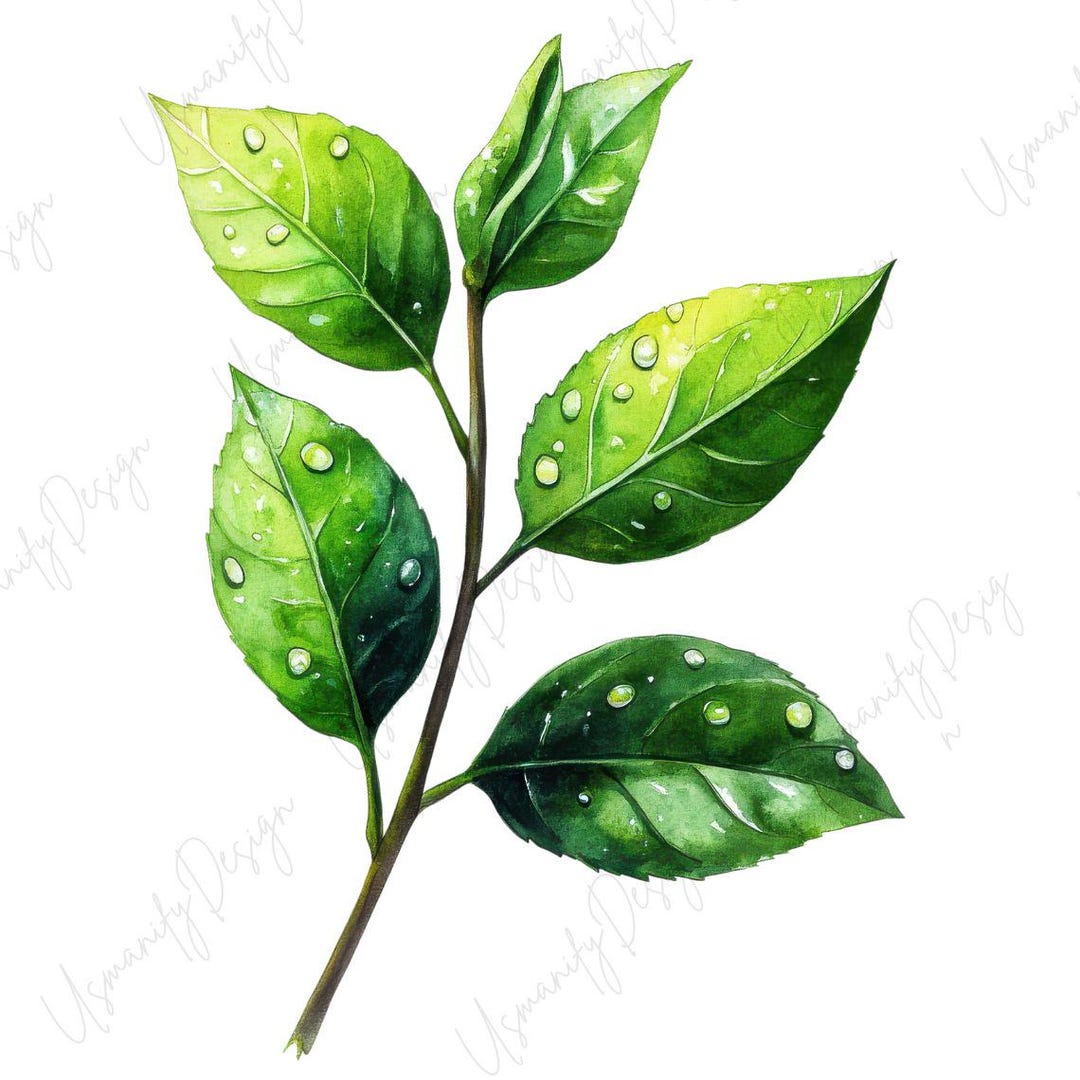 18 Watercolor Green Leaves Clipart PNG Set, Botanical Leaf, Greenery ...