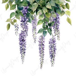 22 Watercolor Wisteria Clipart, Purple Floral PNG Bundle, Hanging ...
