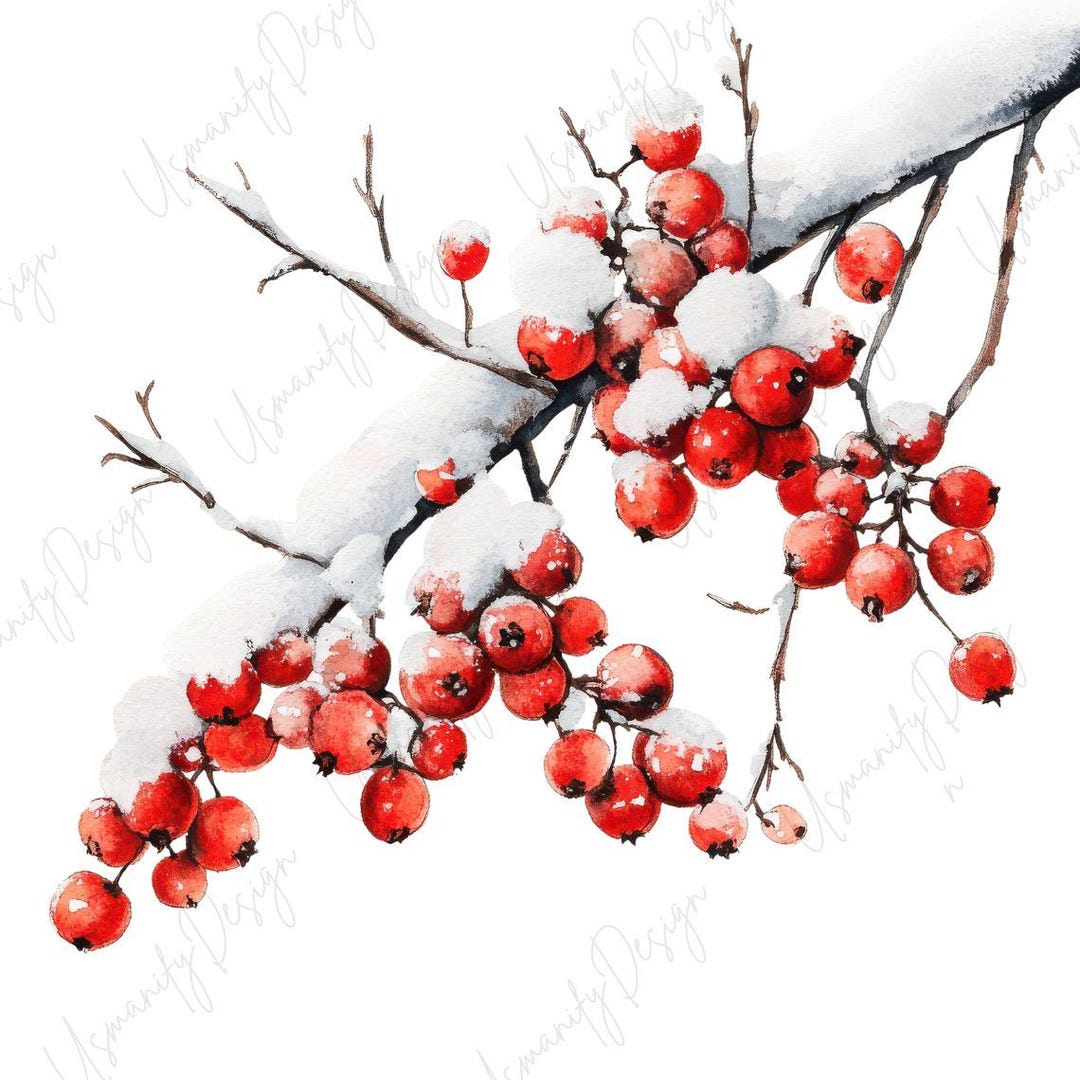 19 Watercolor Berry Branch Clipart, Winter Berries PNG, Red Berry Art ...