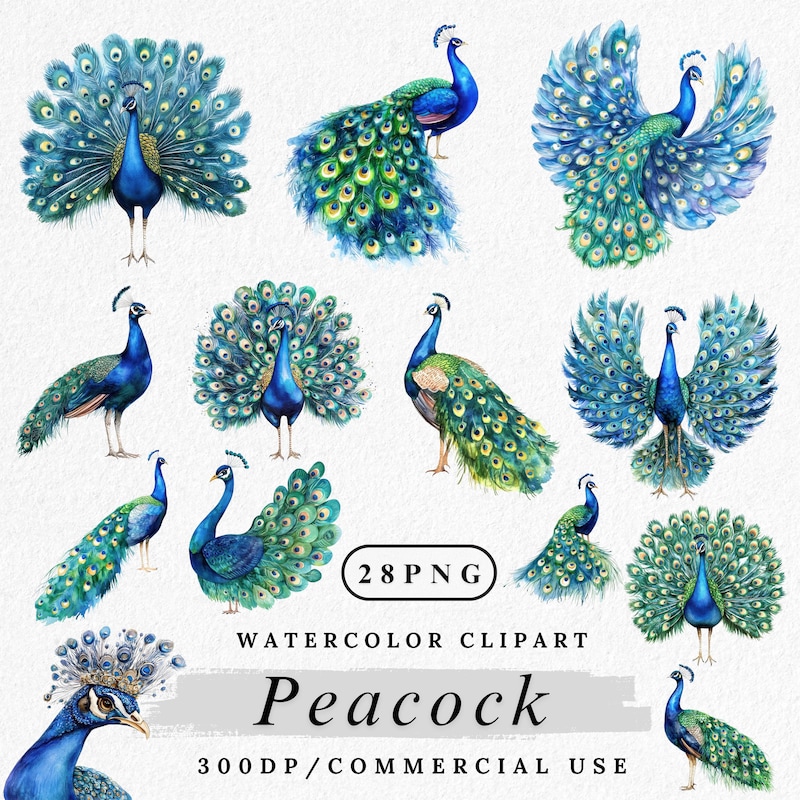 Watercolor Peacock Clipart - Etsy