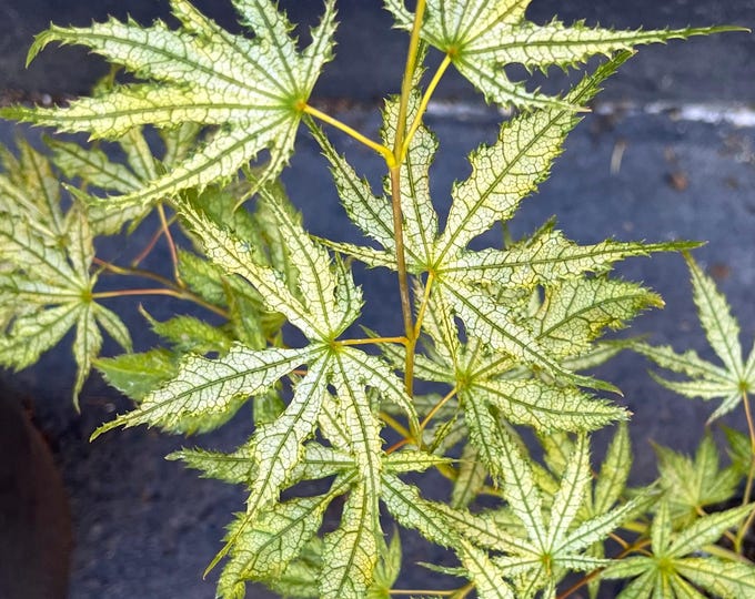 First Ghost Acer Palmatum Rare Reticulated Variegated Japanese Maple ...