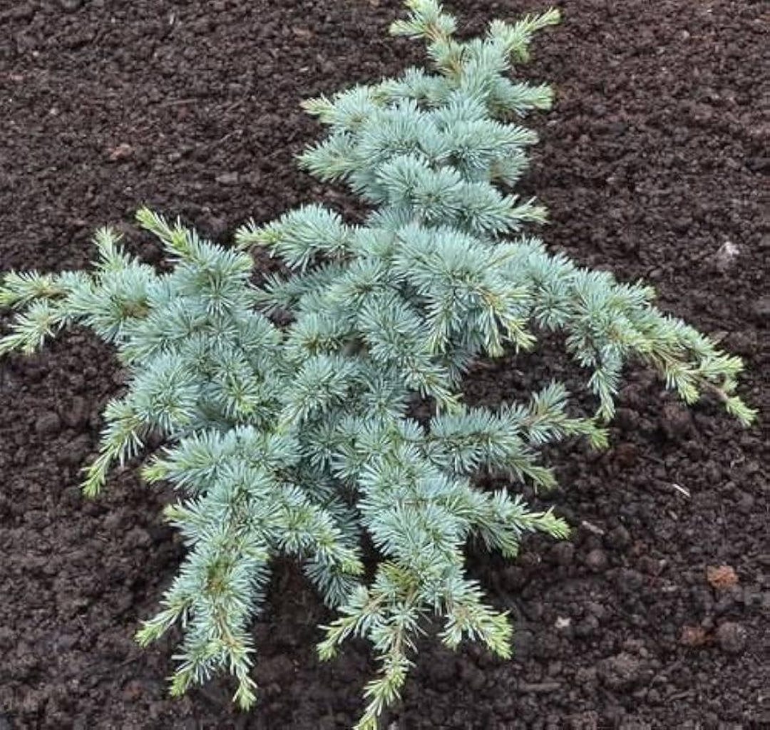 Dwarf Blue Atlas Cedar Tree "sapphire Nymph" Rare Collector Conifer - 1 ...
