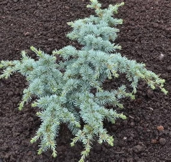 Dwarf Conifers Blue
