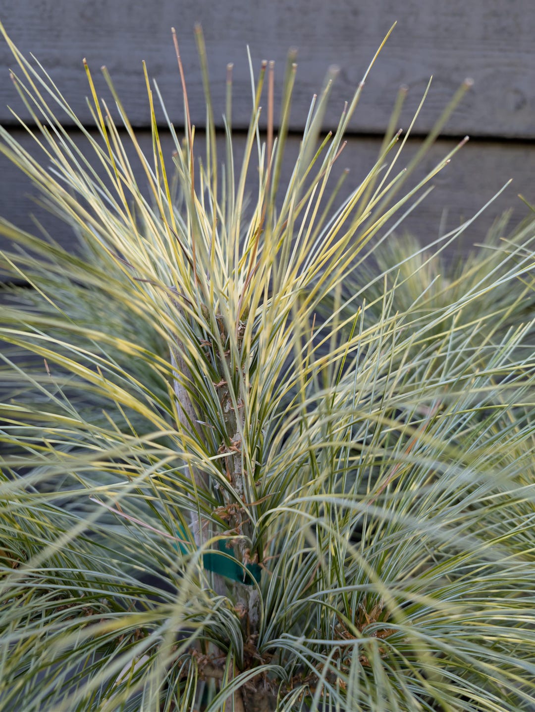 Zebrina Rare Variegated Himalayan Pine Collector Conifer - 1 Gallon ...