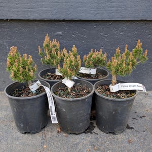 Minima Kalous Mugo Pine Rare Miniature Collector Conifer - 1 Gallon ...