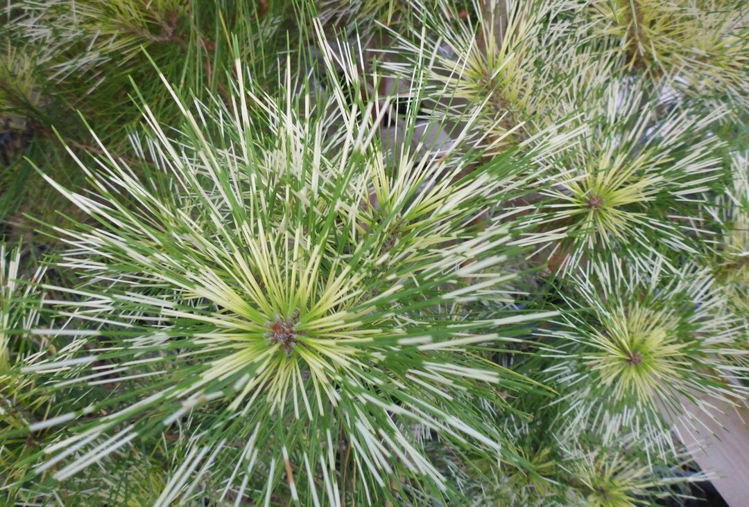 Golden Ghost Pinus Densiflora Variegated Japanese Red Pine, Rare ...