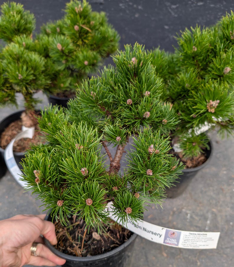Pinus Mugo 'emerald Dwarf' Compact Miniature Mugo Pine, Cold Hardy ...