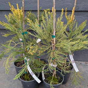 Bultnick Yellow Rare Dwarf Giant Sequoia Sequoiadendron Giganteum ...