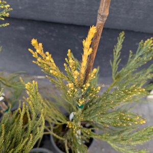 Bultnick Yellow Rare Dwarf Giant Sequoia Sequoiadendron Giganteum ...