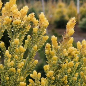 Bultnick Yellow Rare Dwarf Giant Sequoia Sequoiadendron Giganteum ...
