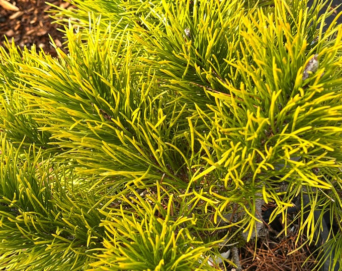 Chief Joseph Pinus Contorta Var. Latifolia Lodgepole Pine, Dwarf Yellow ...