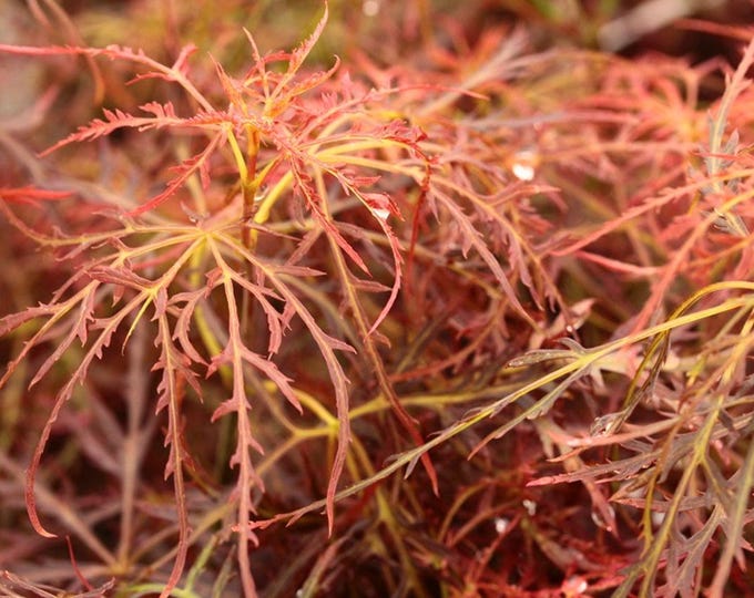 Baby Lace Acer Palmatum Japanese Maple, Dwarf Collector Tree, Live ...