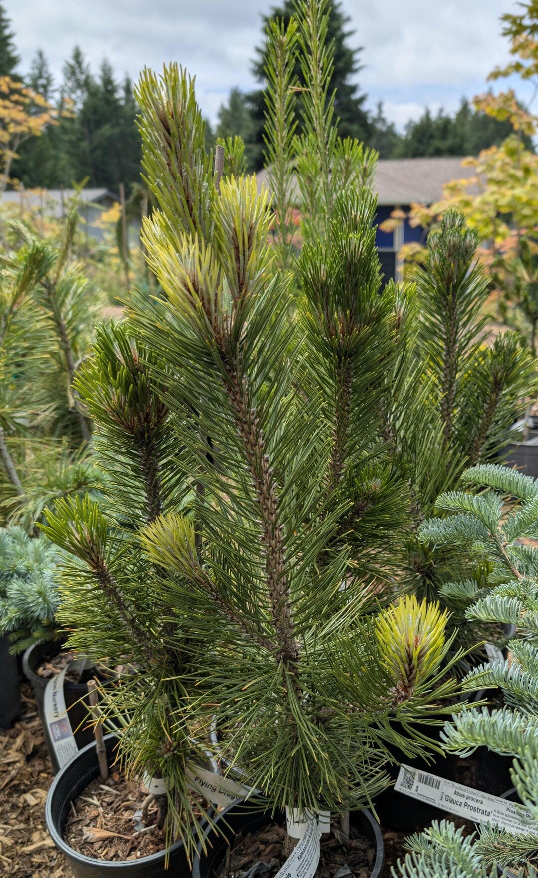 Kaleidoscope Bosnian Pine Rare Variegated Dwarf Pinus Leucodermis ...