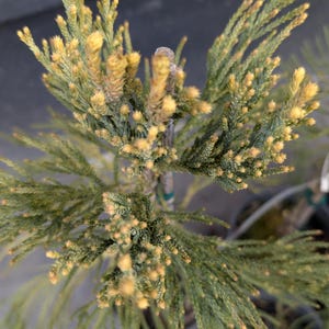 Bultnick Yellow Rare Dwarf Giant Sequoia Sequoiadendron Giganteum ...