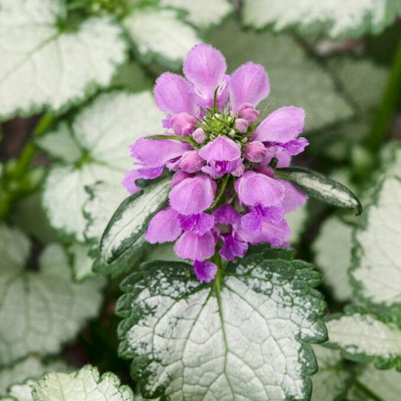 Groundcover - Etsy