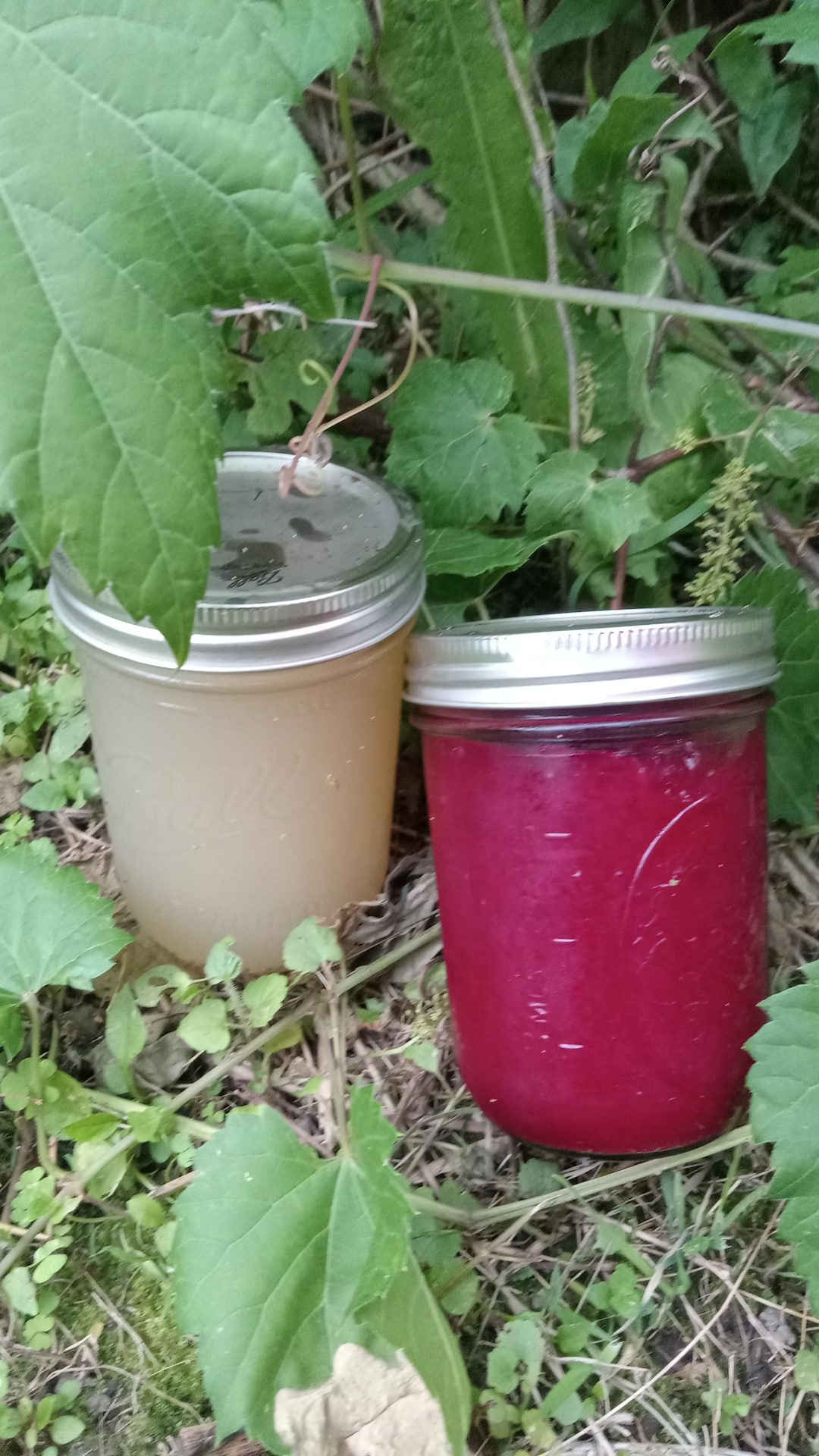 100% Organic Irish Moss - Etsy