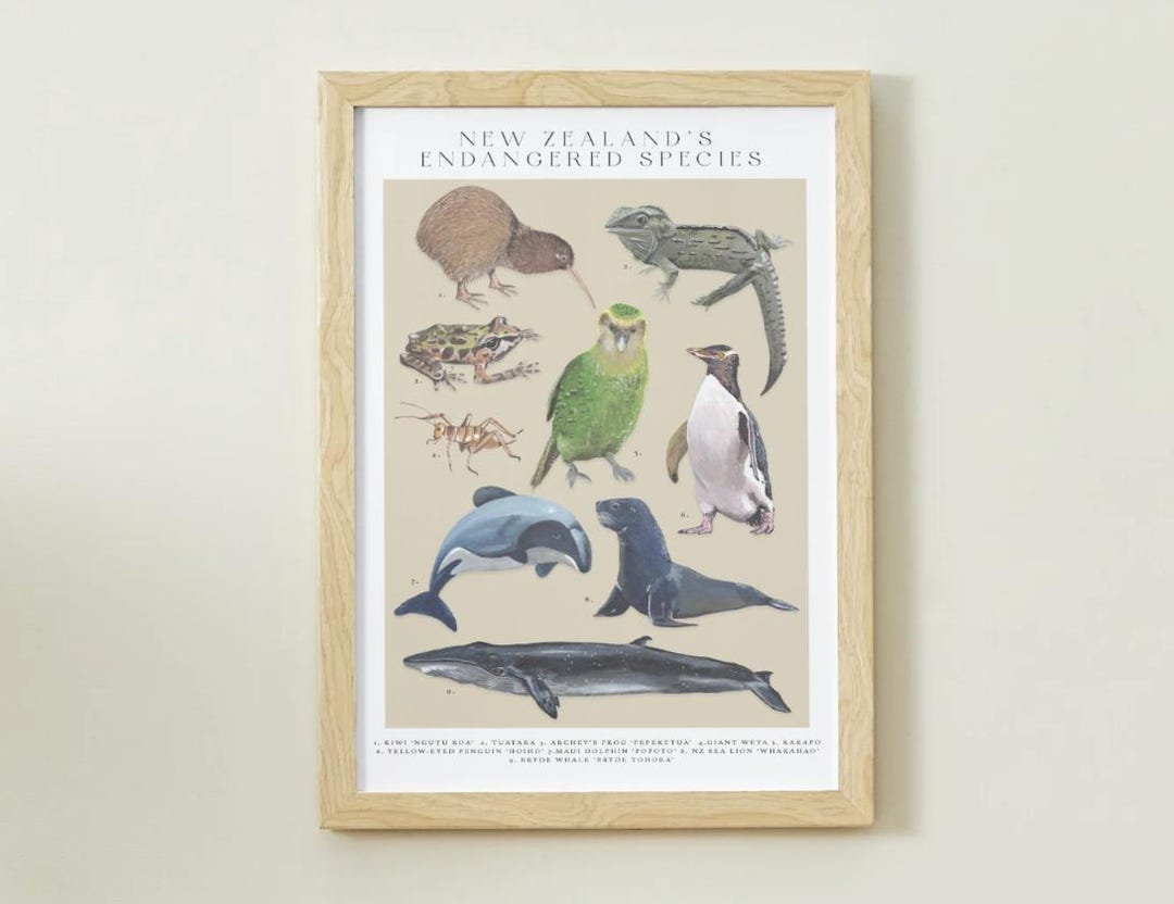NZ Endangered Species New Zealand Wall Art Poster Environmental Animals ...