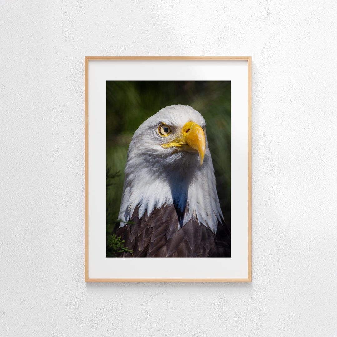 Bald Eagle Portrait, Wildlife Photo, Wall Art, Digital Download ...