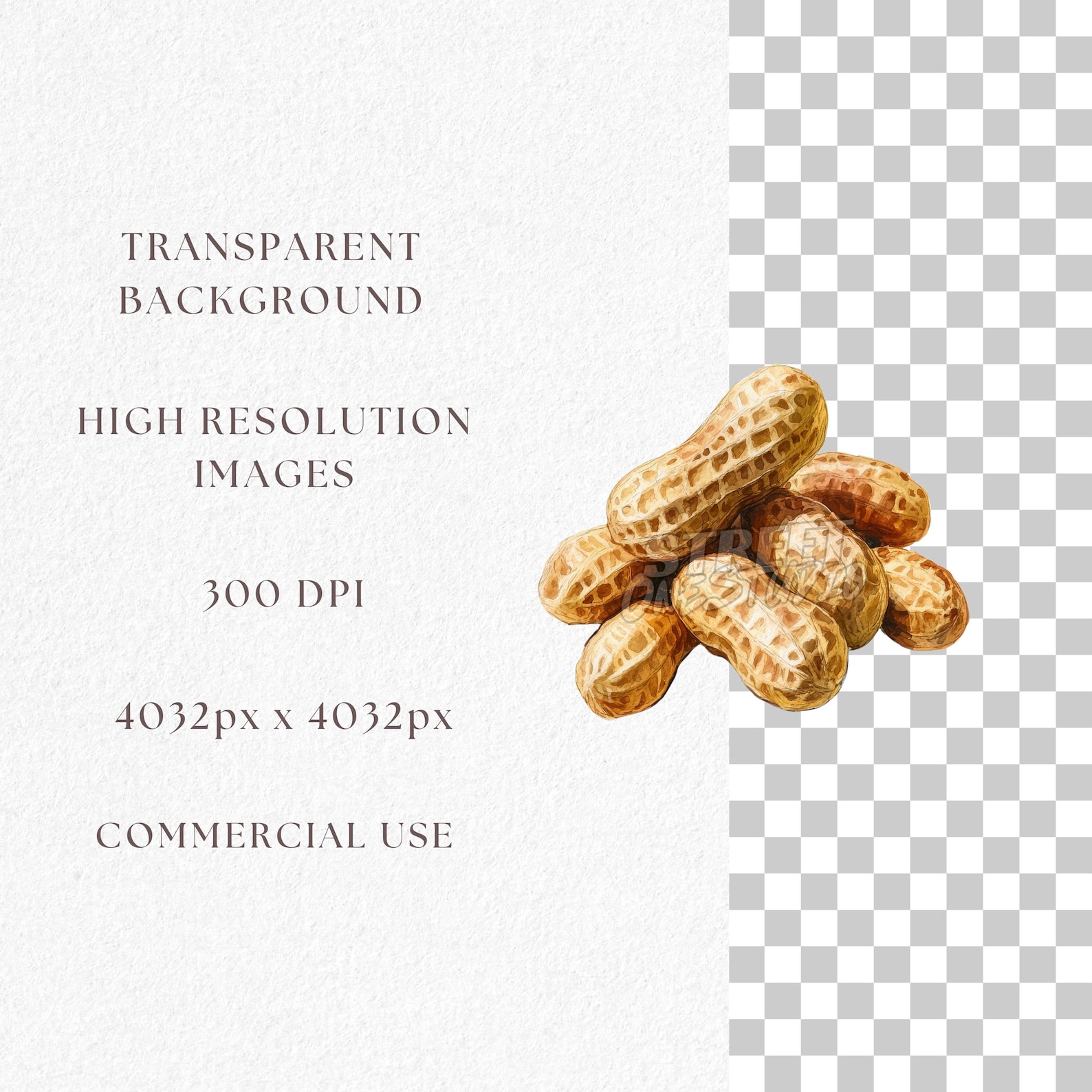 Watercolor Peanut Clipart: Food Graphics Bundle (digital Download, 11 ...
