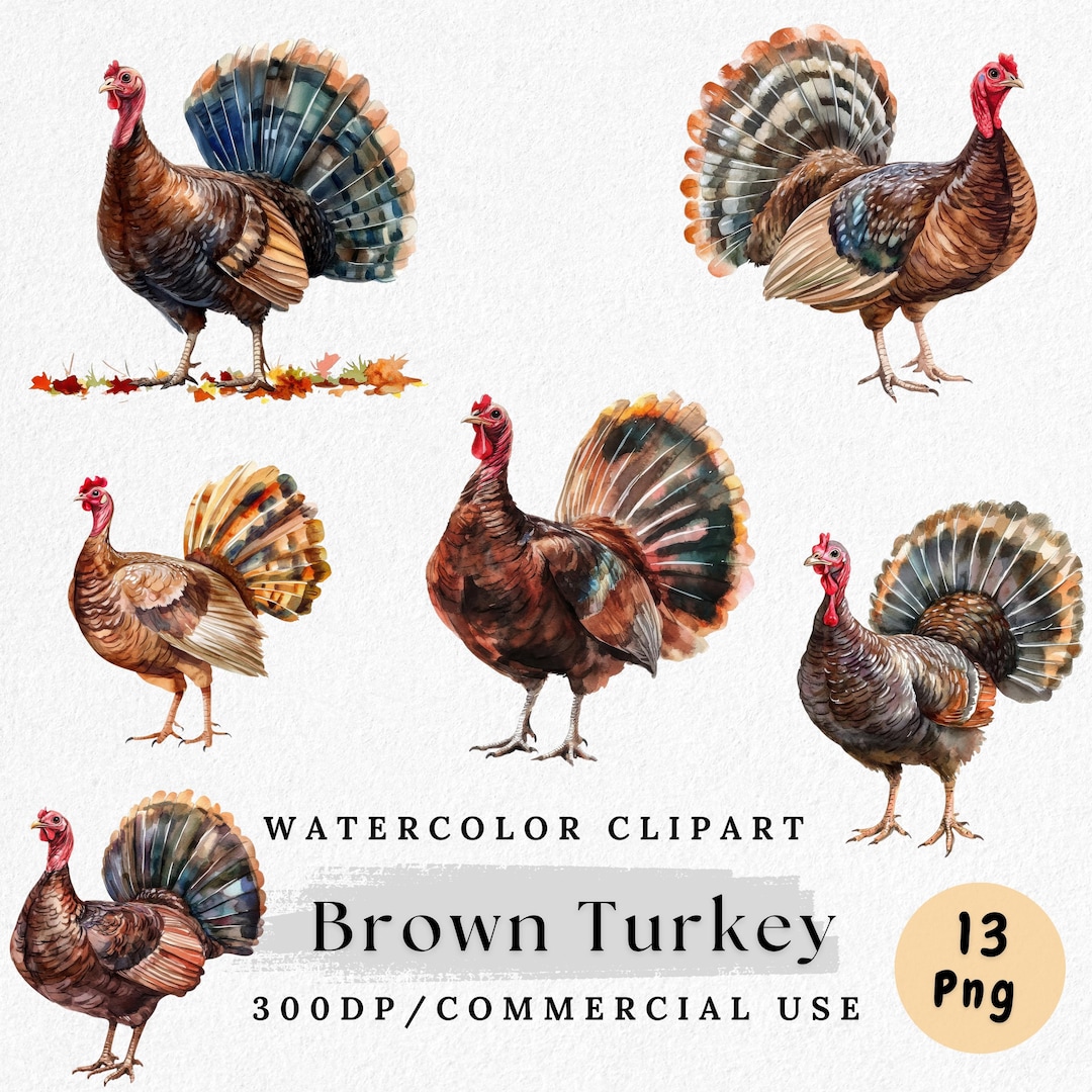 Watercolor Turkey Clipart: Thanksgiving Fall Animal PNG (digital ...