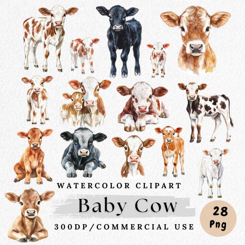 Watercolor Baby Cow Clipart: Farm Animal PNG Bundle (commercial Use ...