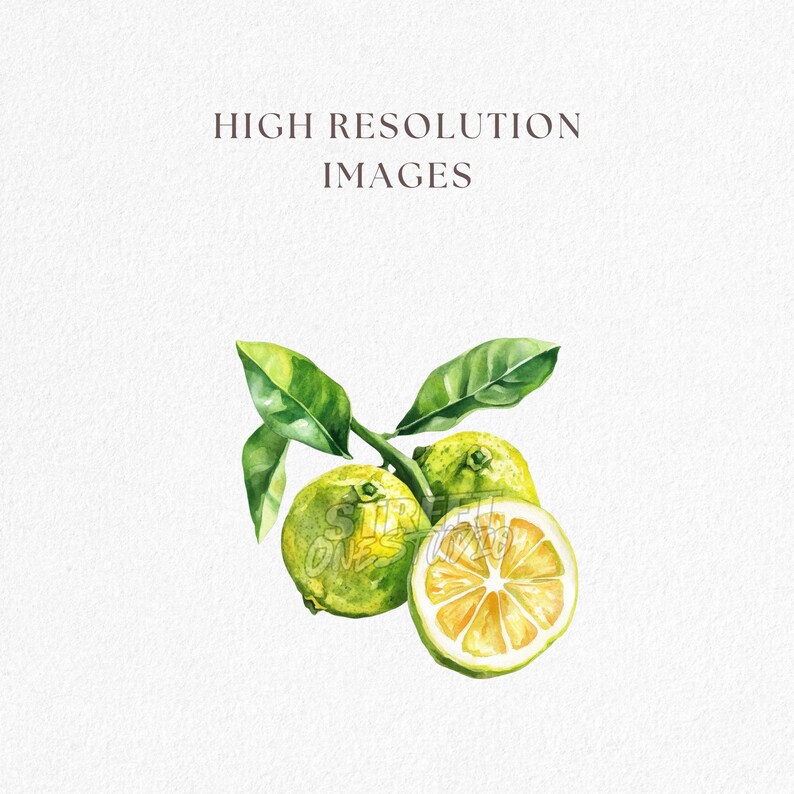 Bergamot Clipart, Watercolor Citrus Fruit PNG, Green Orange Clip Art ...