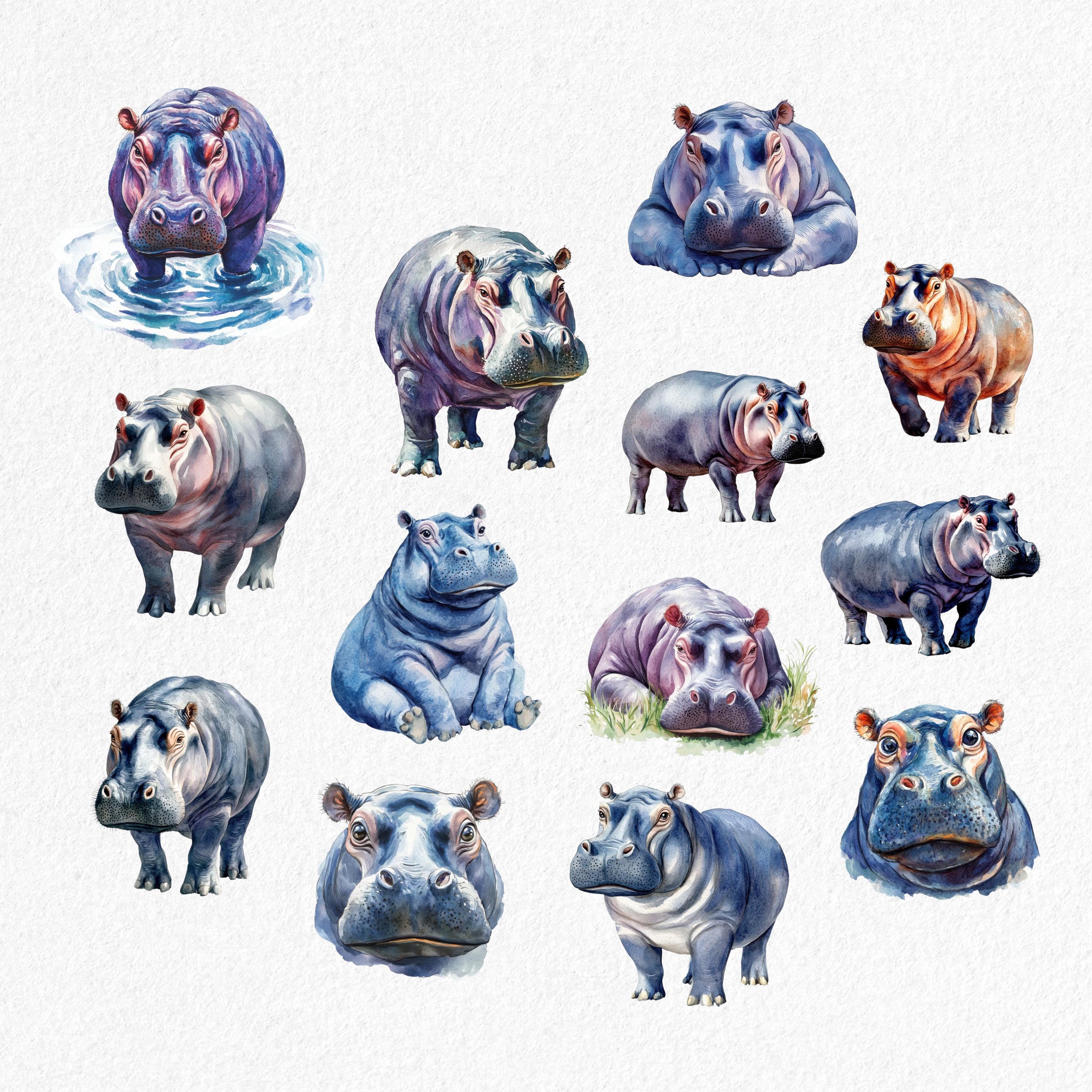 Watercolor Hippo Clipart: Safari Animal PNG Images (digital Download ...