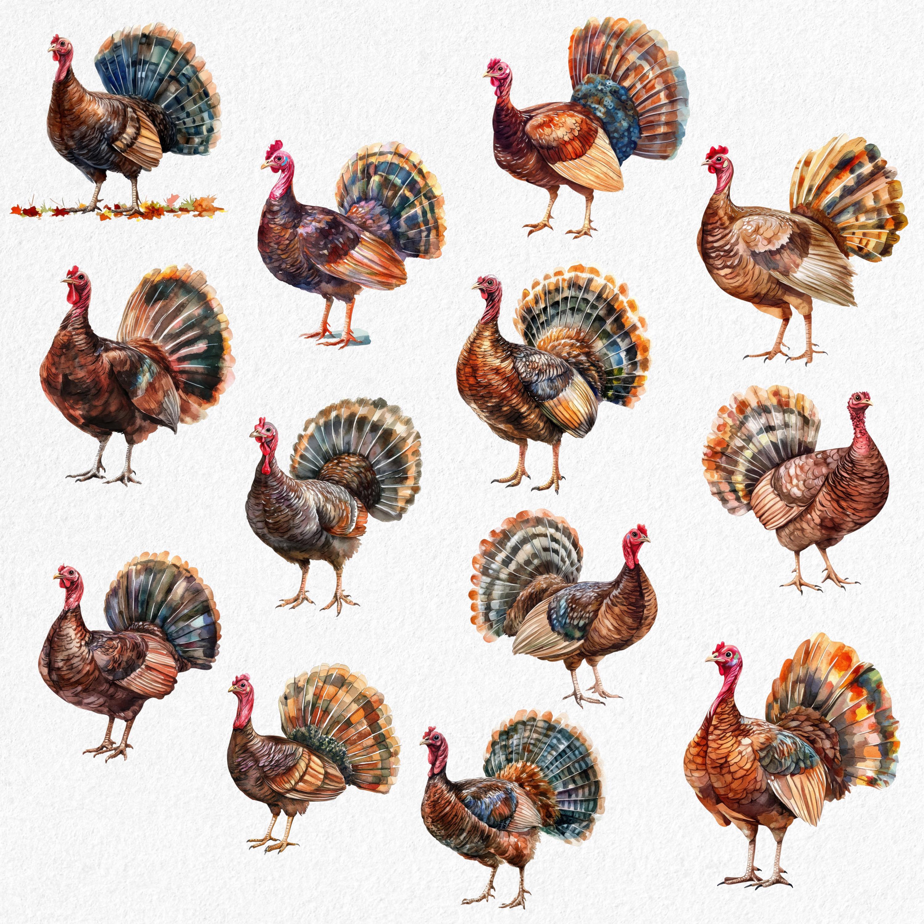 Watercolor Turkey Clipart: Thanksgiving Fall Animal PNG (digital ...