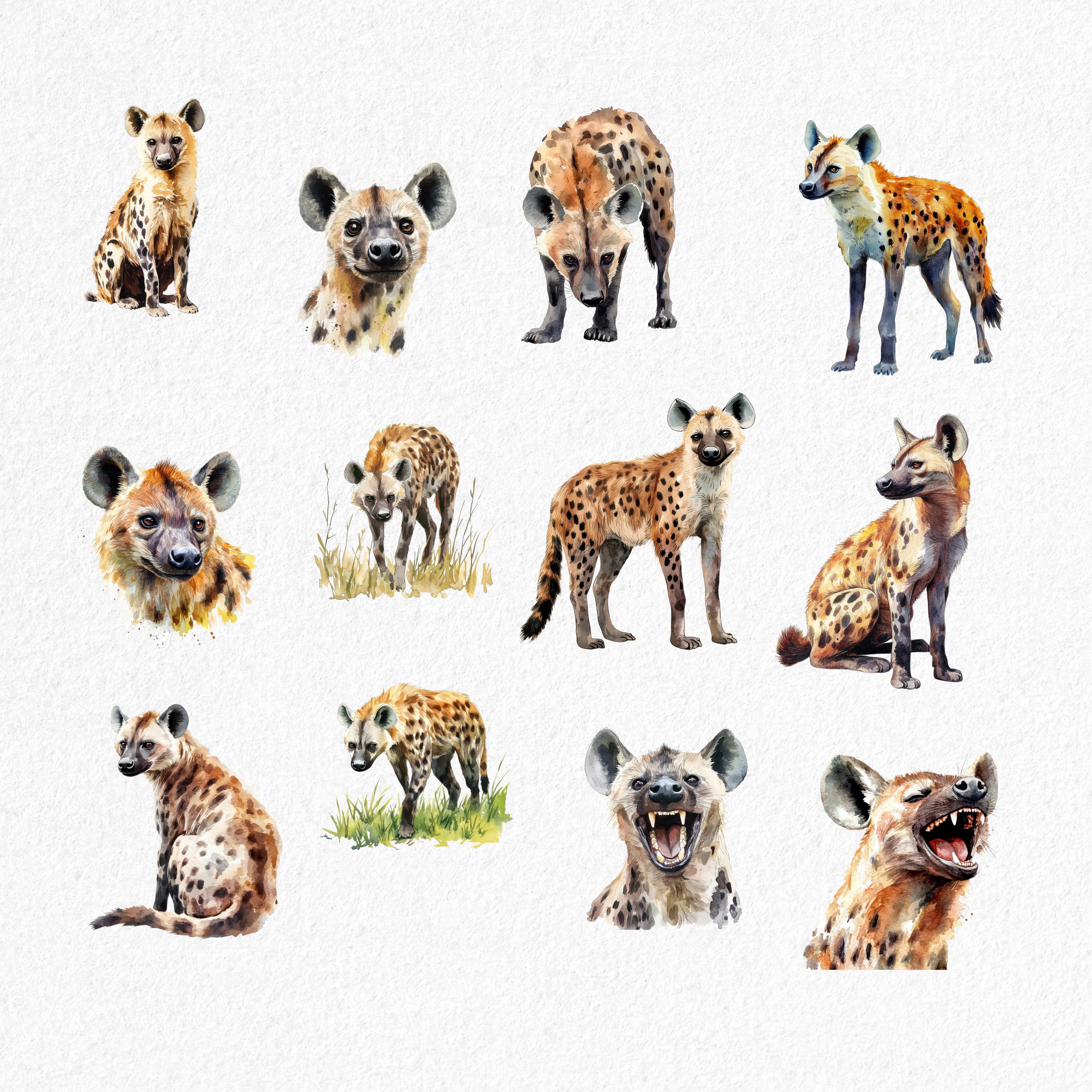 Watercolor Hyena Clipart: Safari Animal PNG Images (digital Download ...