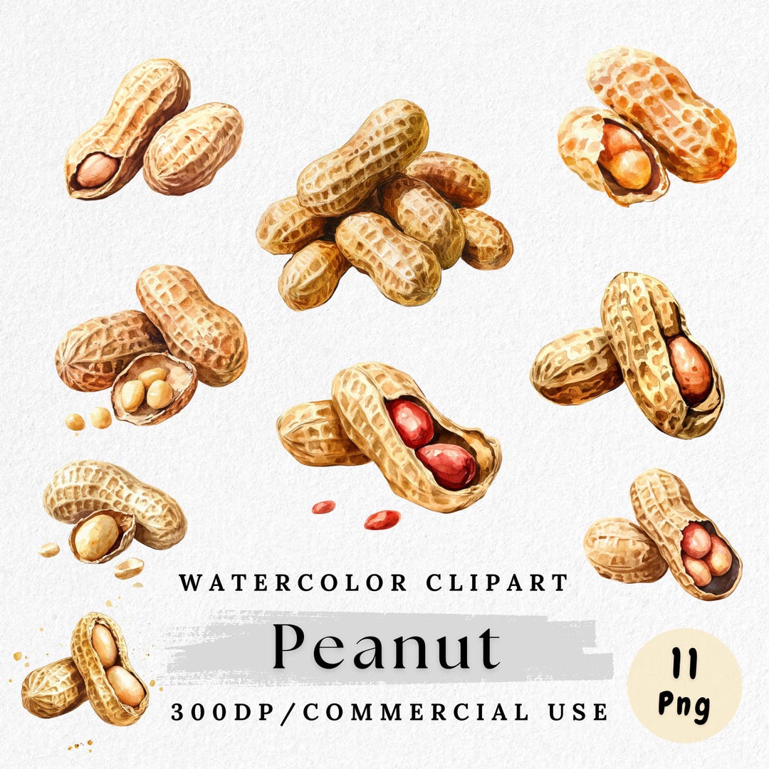 Watercolor Peanut Clipart: Food Graphics Bundle (digital Download, 11 ...