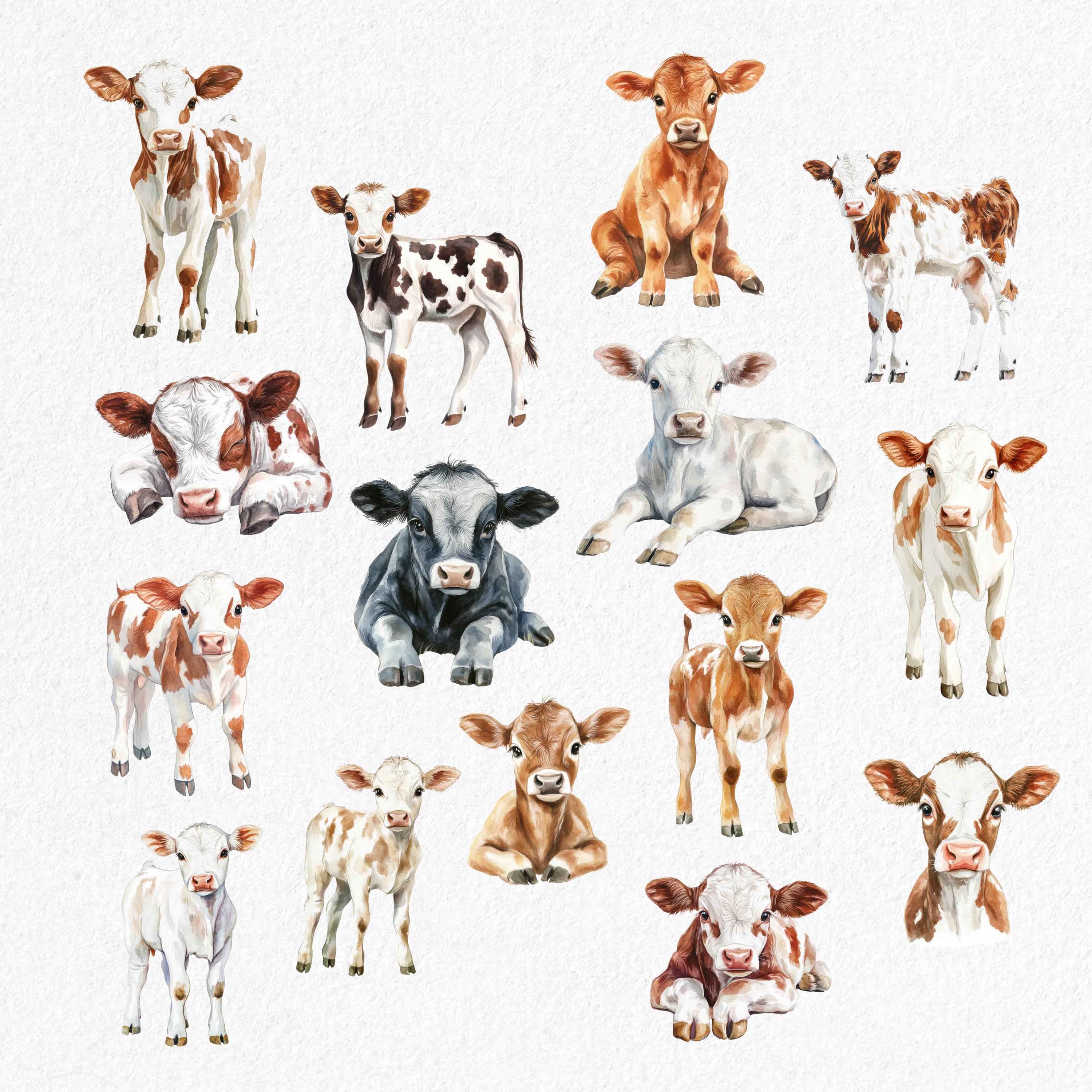 Watercolor Baby Cow Clipart: Farm Animal PNG Bundle (commercial Use ...