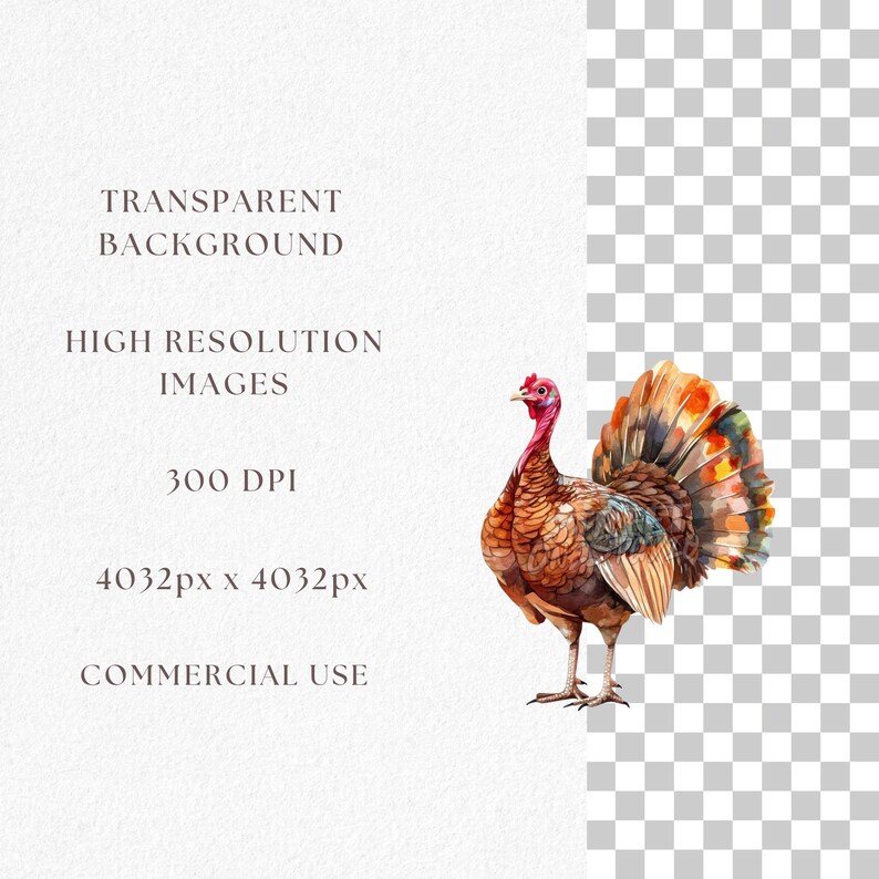 Watercolor Turkey Clipart: Thanksgiving Fall Animal PNG (digital ...