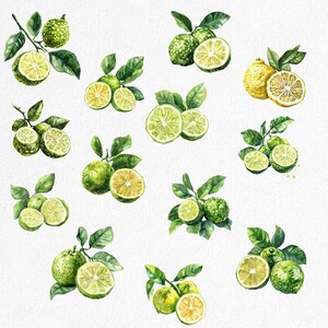 Bergamot Clipart, Watercolor Citrus Fruit PNG, Green Orange Clip Art ...