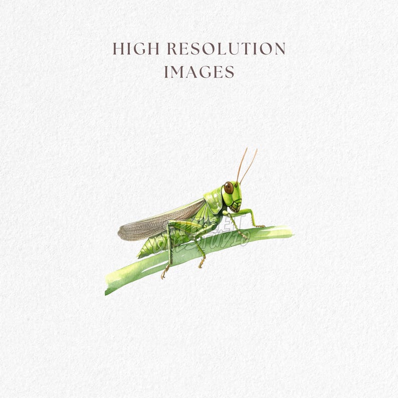 Watercolor Grasshopper Clipart: 22 PNG Bug Illustrations (digital ...