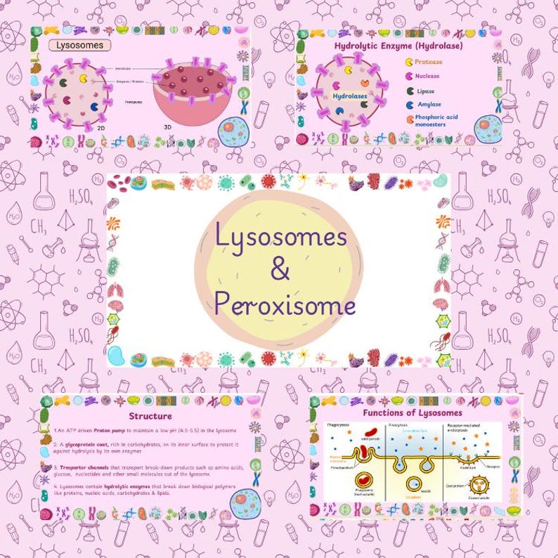 Cell Biology Organelles Notes: Lysosomes, ER, Cilia (digital Download ...