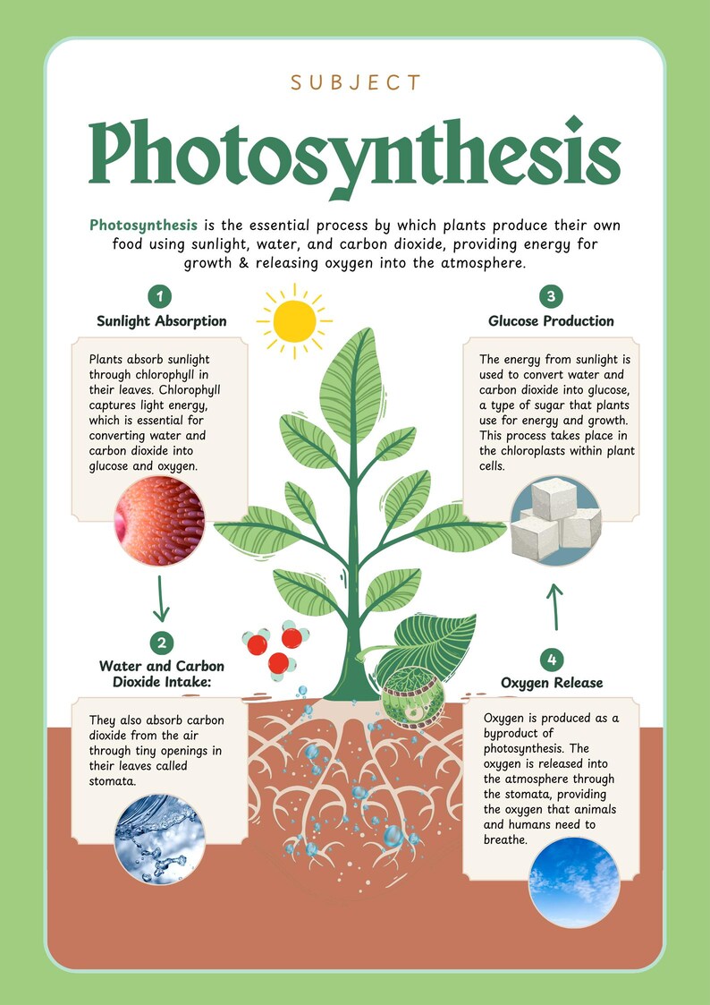 Biology Notes Bundle: Circulatory System, Photosynthesis, RNA ...